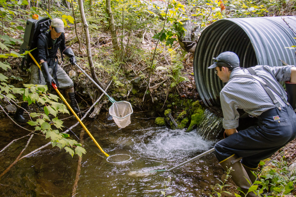 Wild Atlantic Salmon Recovery in Maine: The “King of Fish” Makes a ...